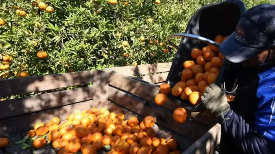 Citricultores en alerta por el ingreso cada vez mayor de fruta ...